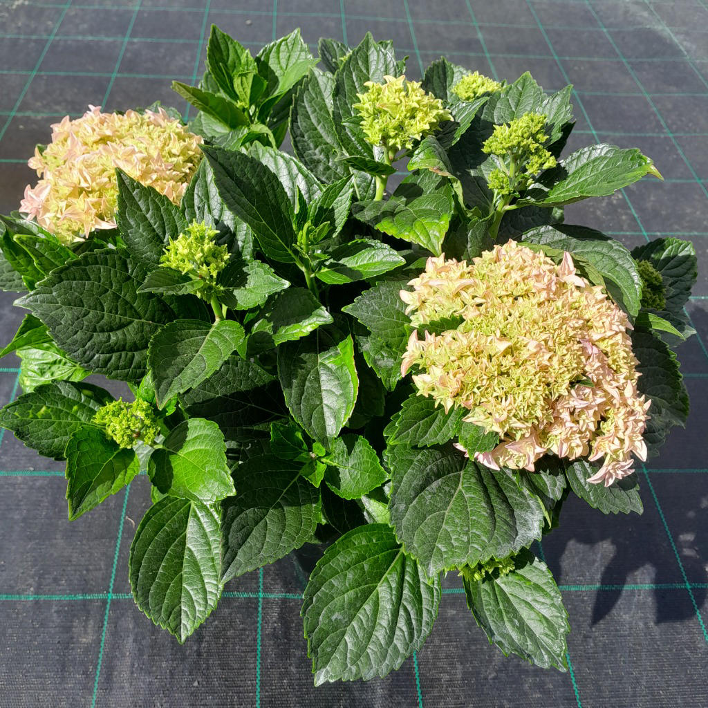 Home | The Green Gallery