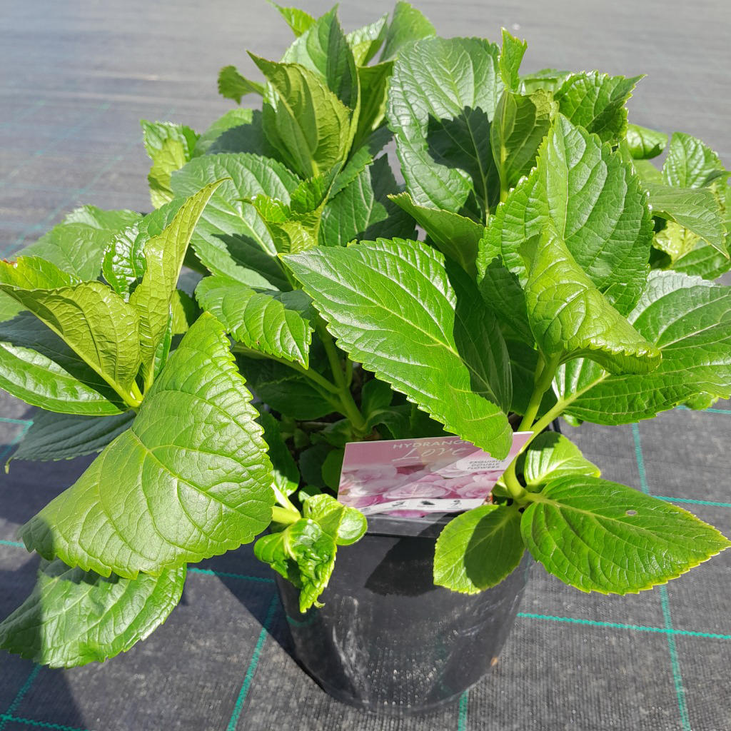 Home | The Green Gallery